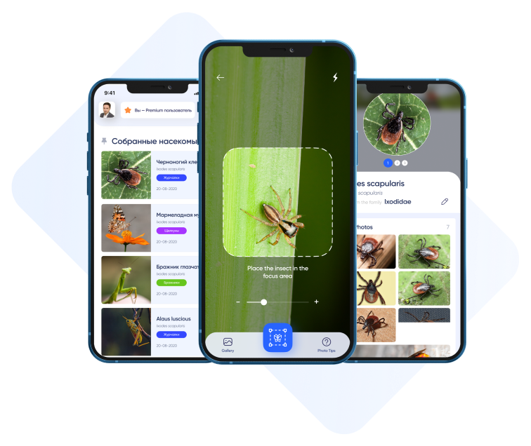 Bug Identifier (Identify Bugs) - Database of Insects and Spiders