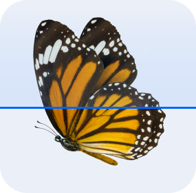 Bug Identifier (Identify Bugs) - Database of Insects and Spiders