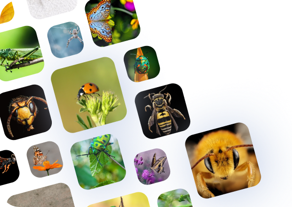 Bug Identifier (Identify Bugs) - Database of Insects and Spiders