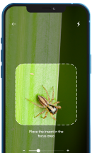 Insects Id: Gallinipper (Psorophora ciliata)